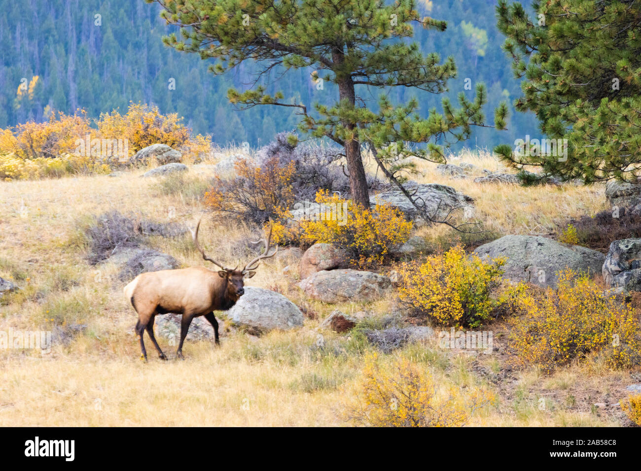 Majestic bull elk in the golden colors of autumn on a beautiful Rocky ...