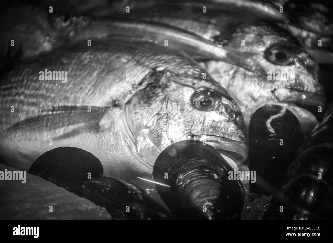 fresh fish & seafood close up view Stock Photo - Alamy