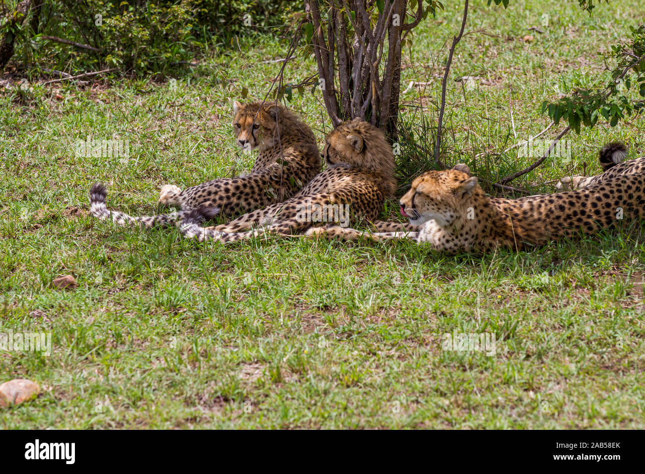 Gepard auf der jagd hi-res stock photography and images - Alamy