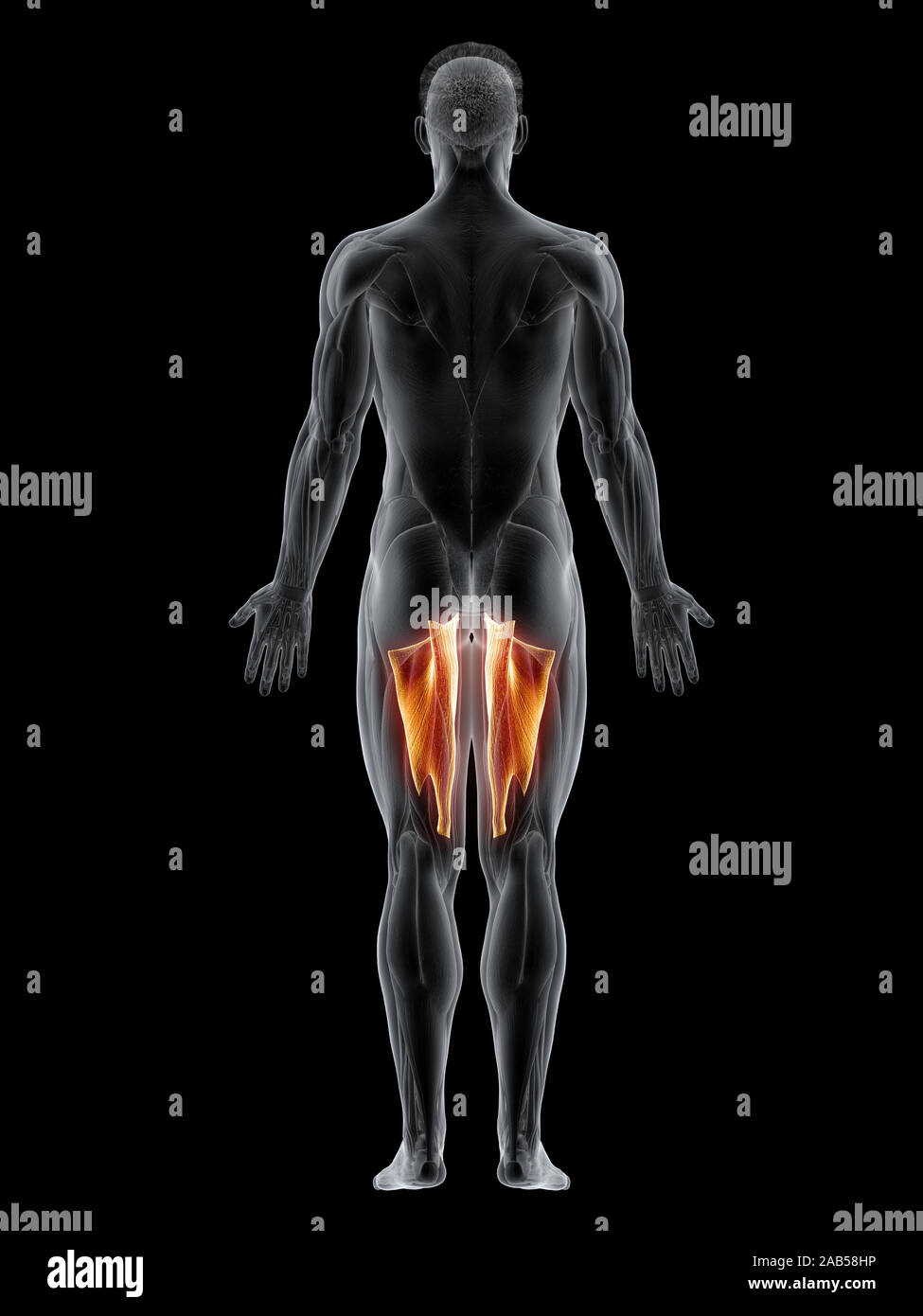 3d rendered muscle illustration of the adductor magnus Stock Photo - Alamy