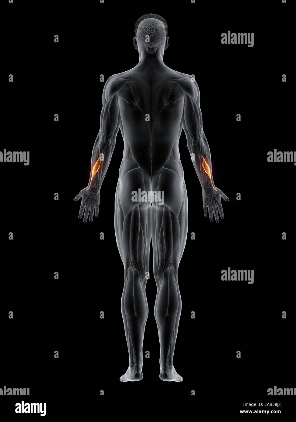 3d rendered muscle illustration of the abductor pollicis longus Stock ...
