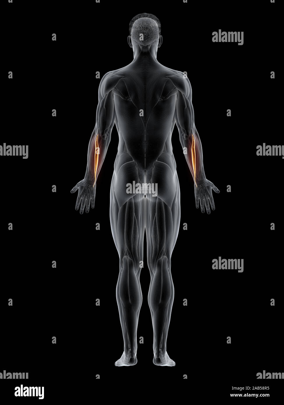 Extensor carpi ulnaris muscle hi-res stock photography and images - Alamy