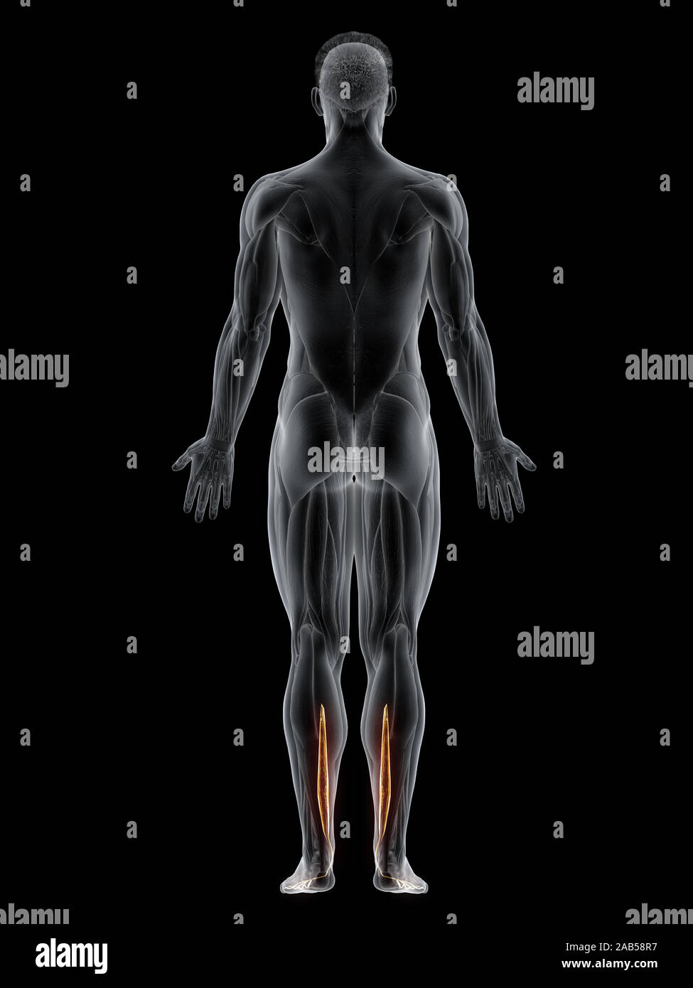 Flexor digitorum longus hi-res stock photography and images - Alamy