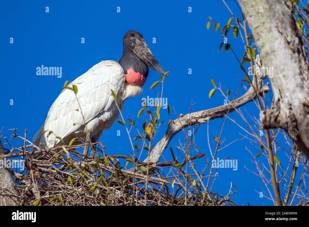 Jabiru (Jabiru mycteria Stock Photo - Alamy