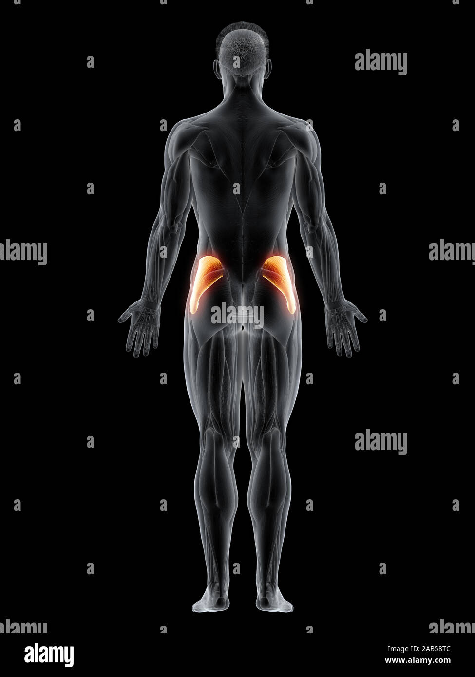 Gluteus medius hi-res stock photography and images - Alamy