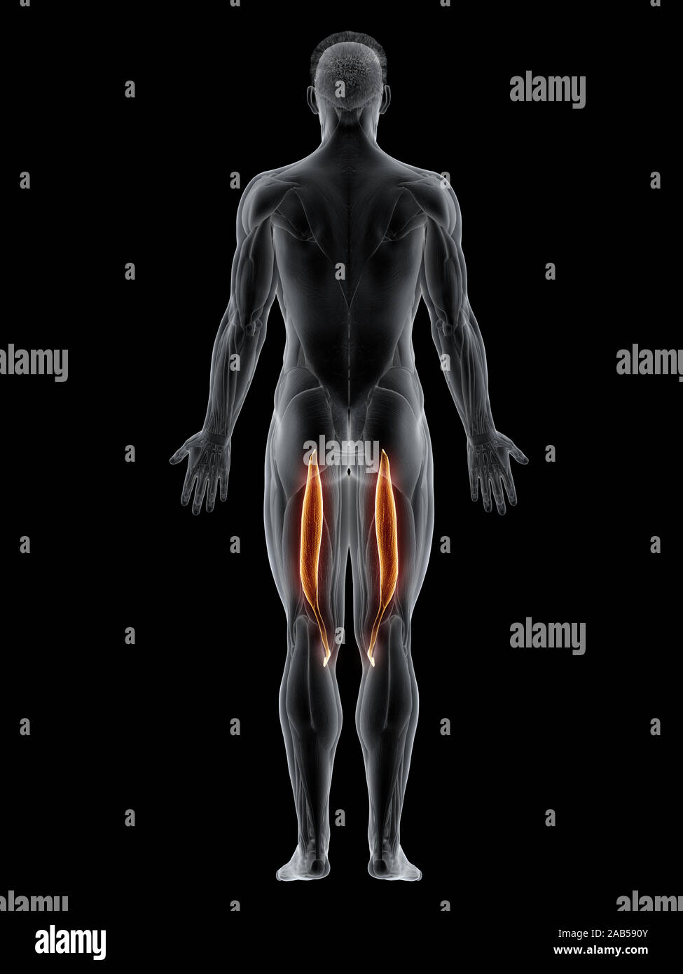 Semitendinosus muscle hi-res stock photography and images - Alamy