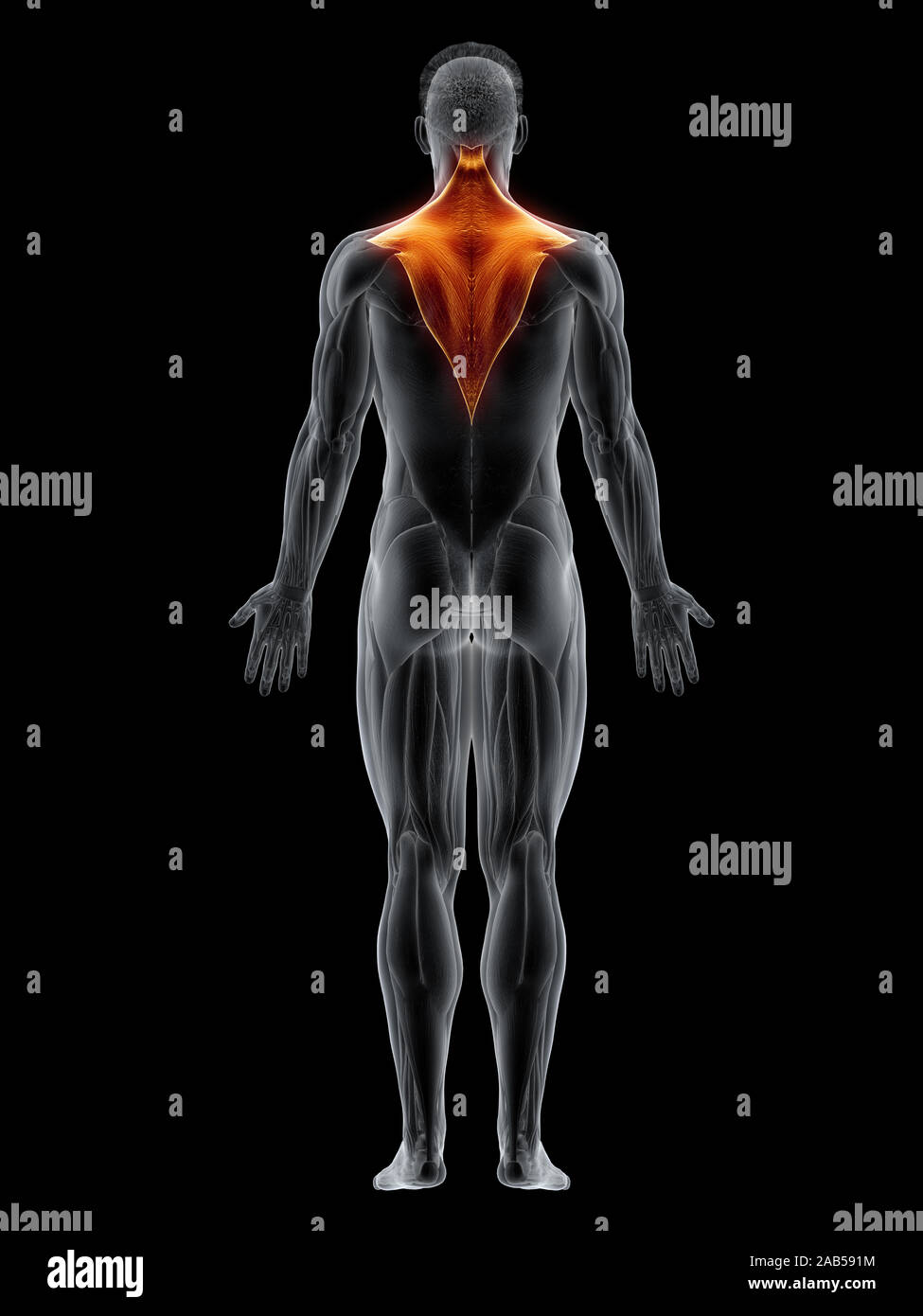 3d rendered muscle illustration of the trapezius Stock Photo - Alamy
