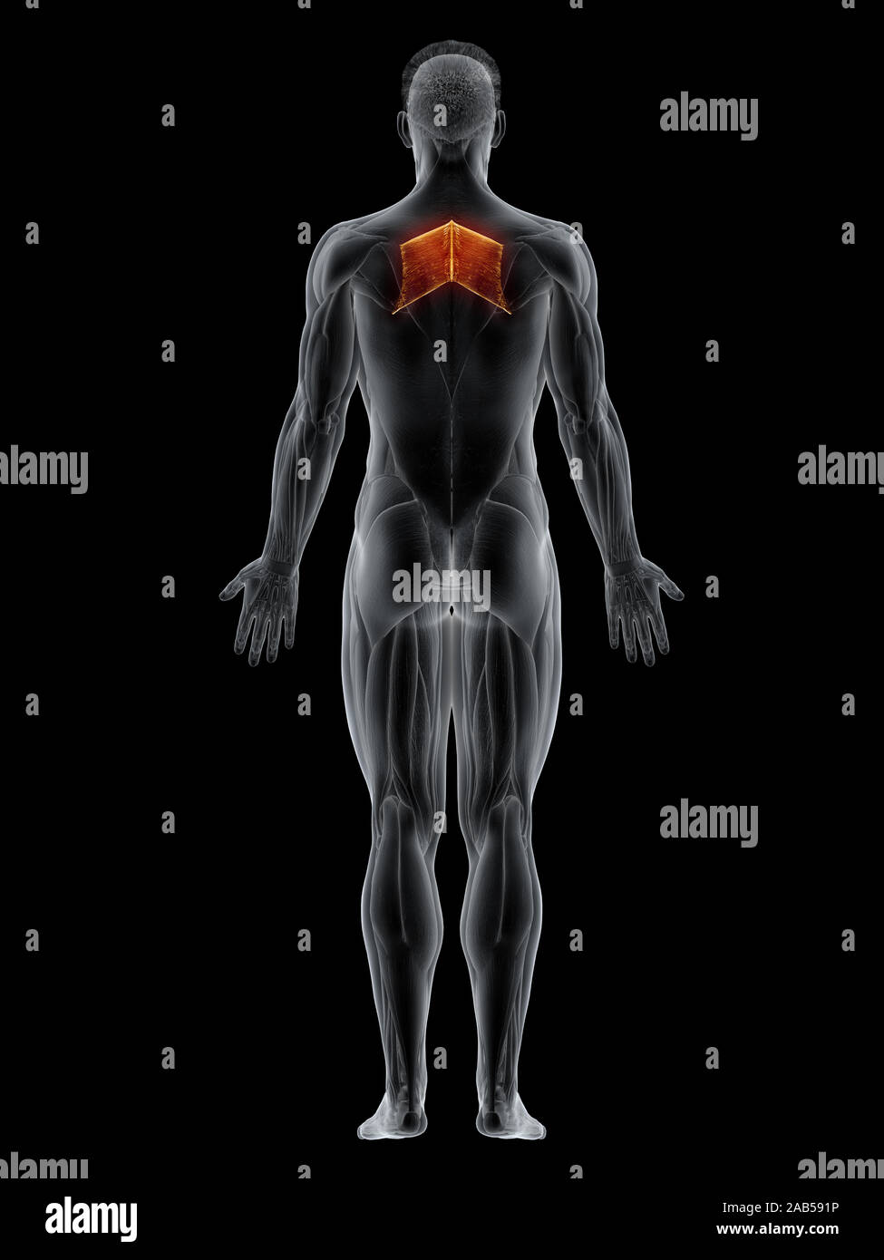 3d rendered muscle illustration of the rhomboid major Stock Photo - Alamy