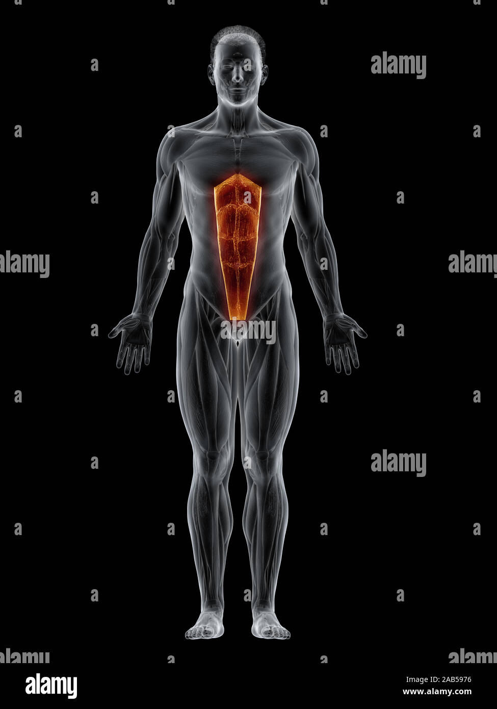 3d rendered muscle illustration of the rectus abdominis Stock Photo - Alamy