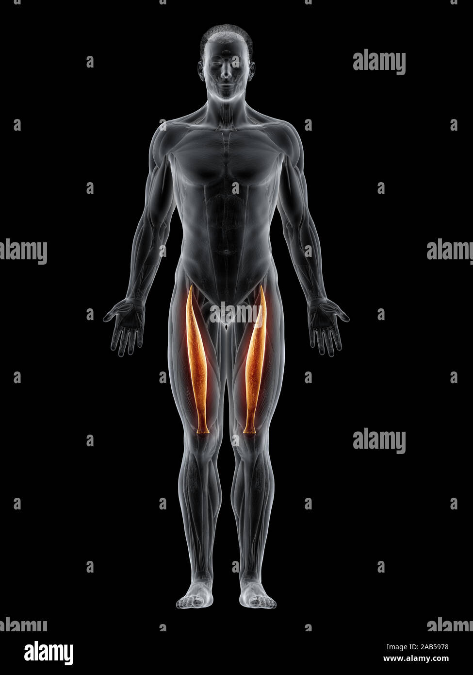 Rectus femoris muscle hi-res stock photography and images - Alamy