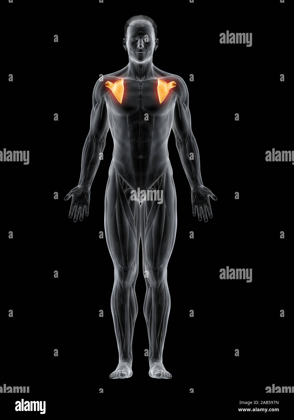 3d rendered muscle illustration of the subscapularis Stock Photo - Alamy