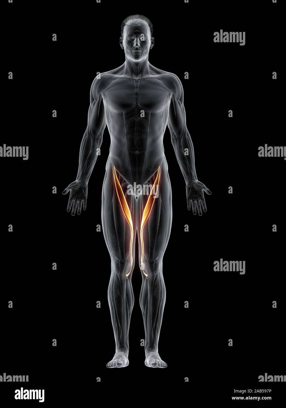 Sartorius Muscle High Resolution Stock Photography and Images - Alamy