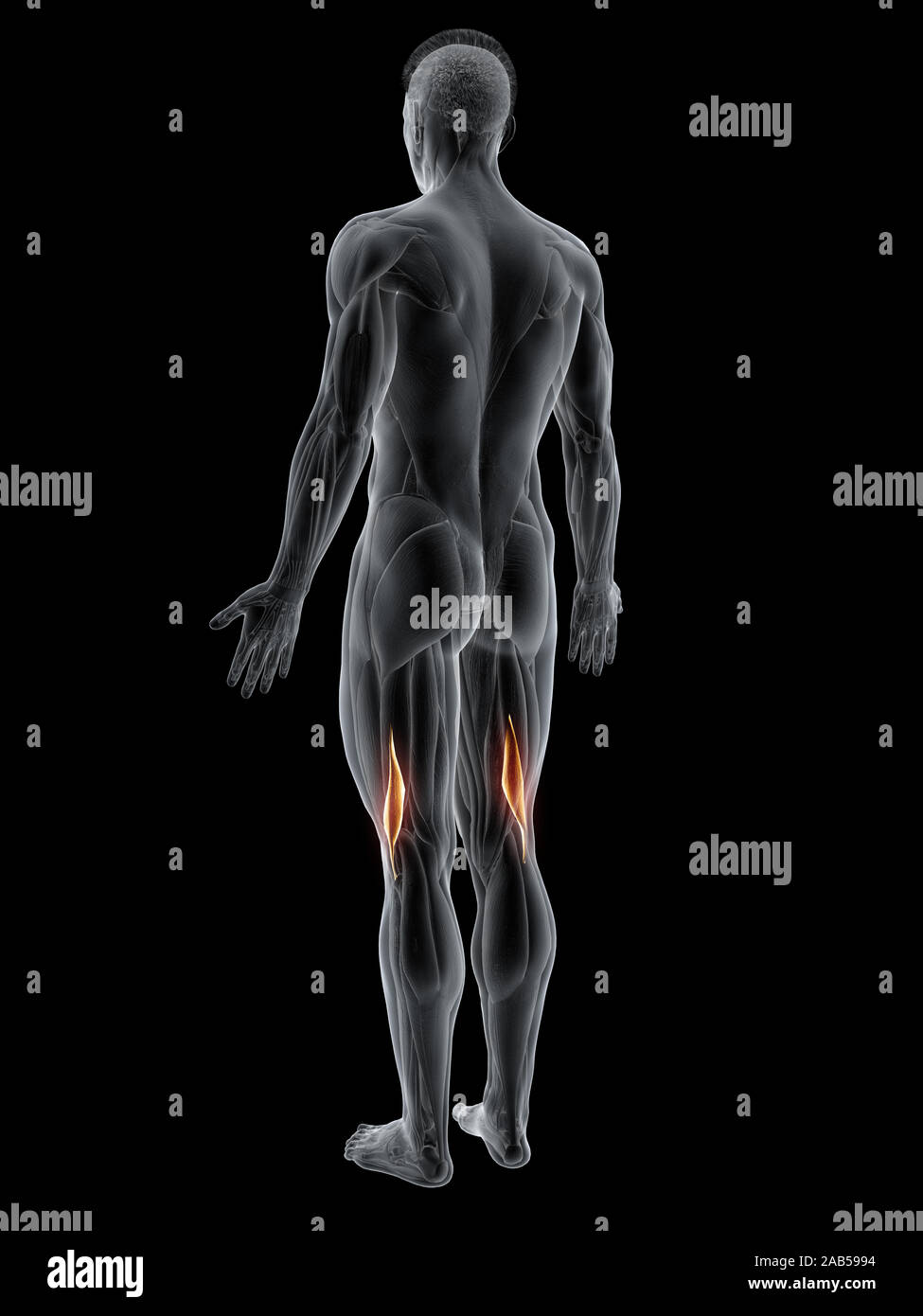 3d rendered muscle illustration of the biceps femoris short Stock Photo ...