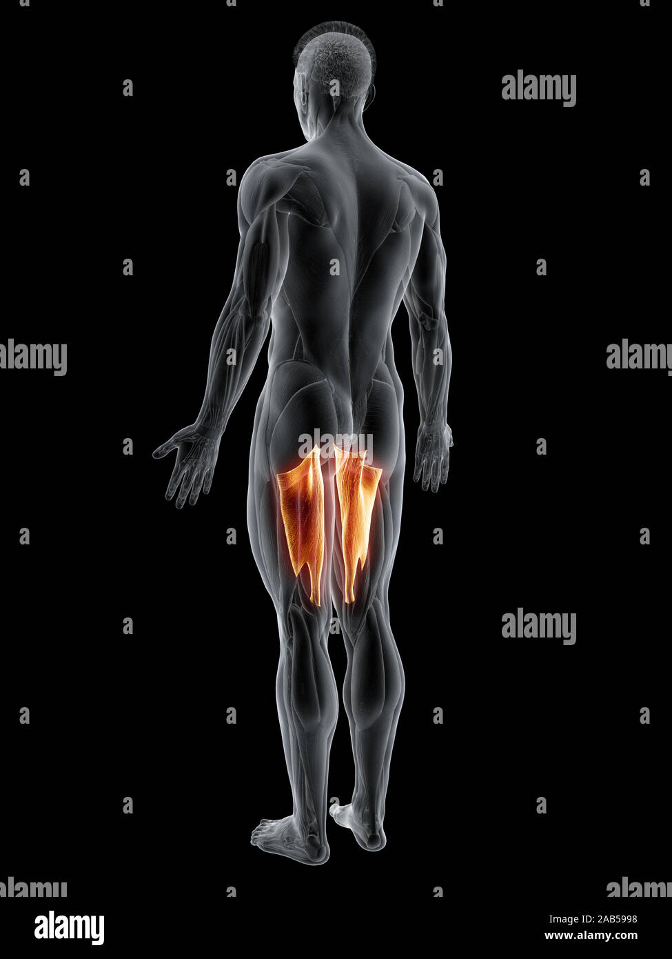 3d rendered muscle illustration of the adductor magnus Stock Photo - Alamy