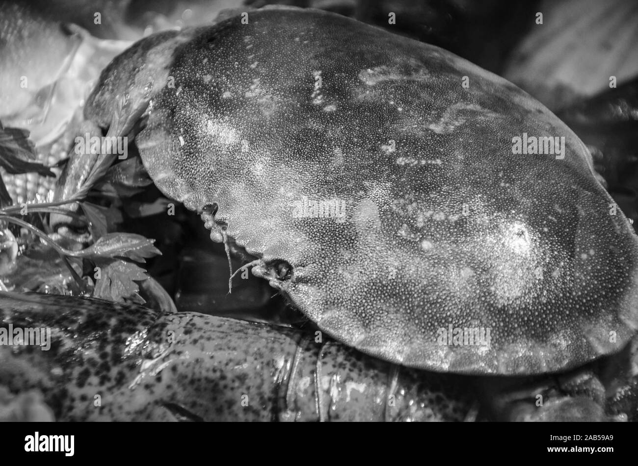 fresh fish & seafood close up view Stock Photo - Alamy