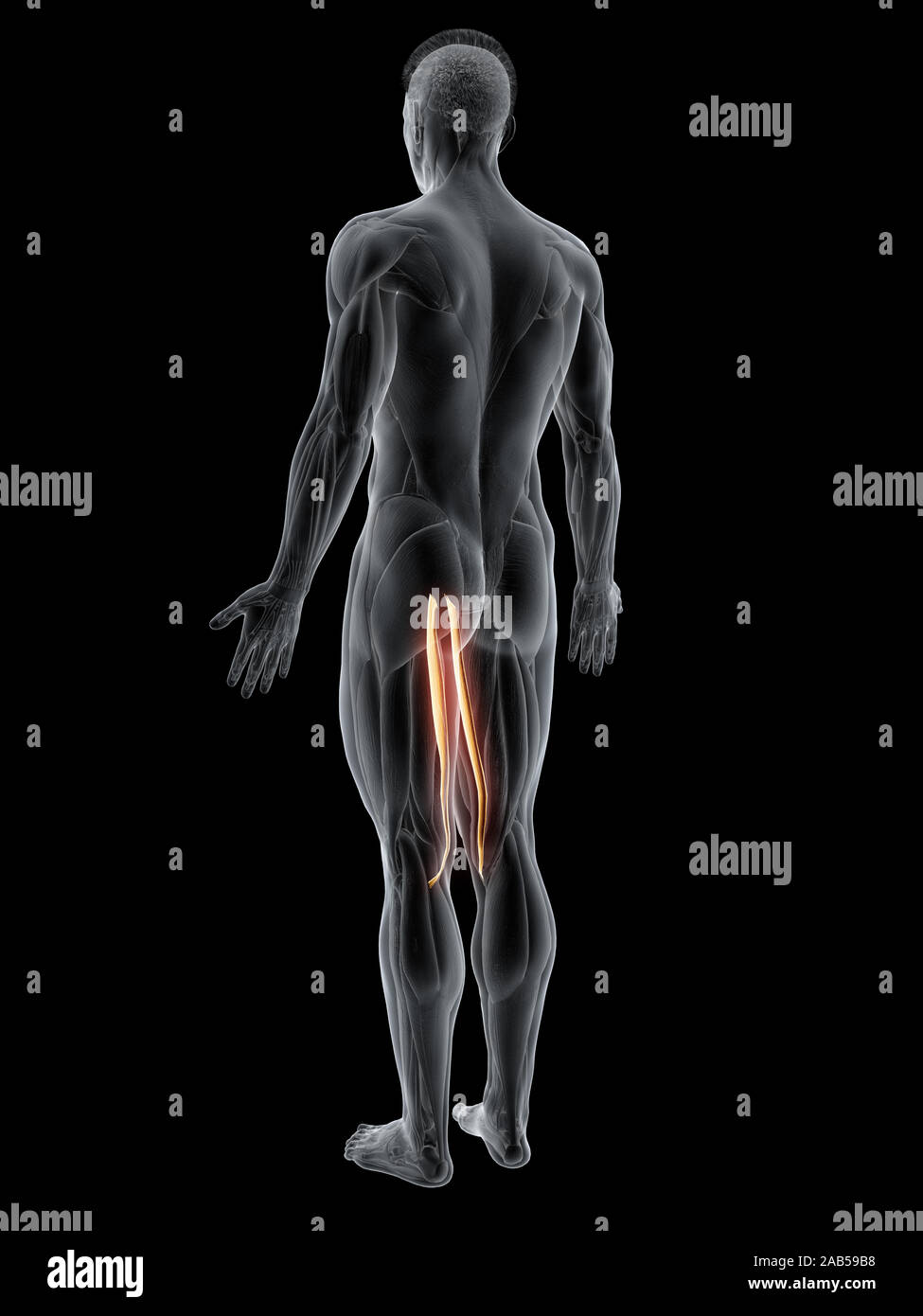 Gracilis Muscle High Resolution Stock Photography and Images - Alamy
