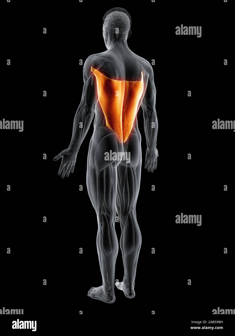 3d rendered muscle illustration of the latissimus dorsi Stock Photo - Alamy