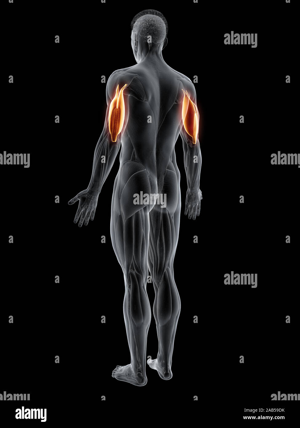 3d rendered muscle illustration of the triceps Stock Photo - Alamy