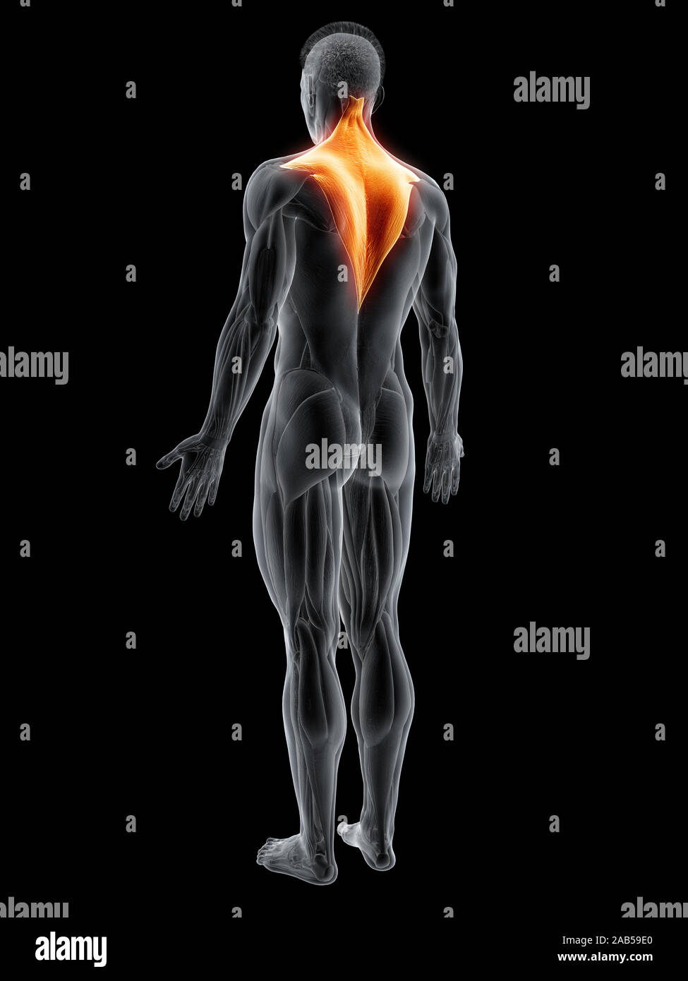 3d rendered muscle illustration of the trapezius Stock Photo - Alamy