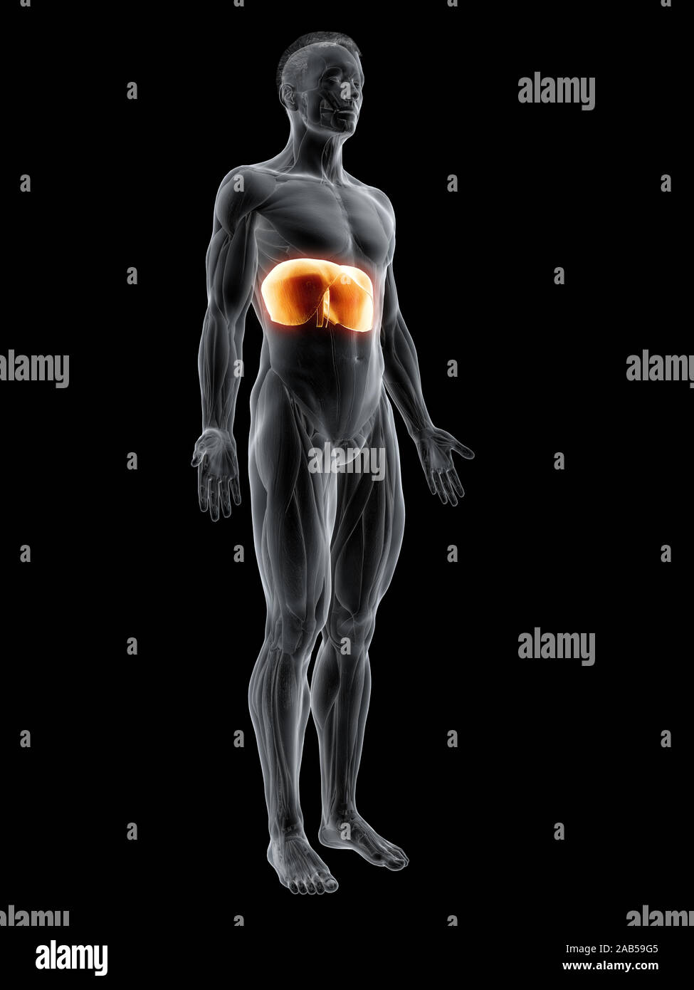 3d rendered muscle illustration of the diaphragm Stock Photo - Alamy