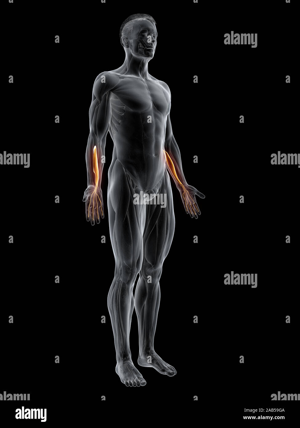 Flexor Digitorum Profundus Cadaver