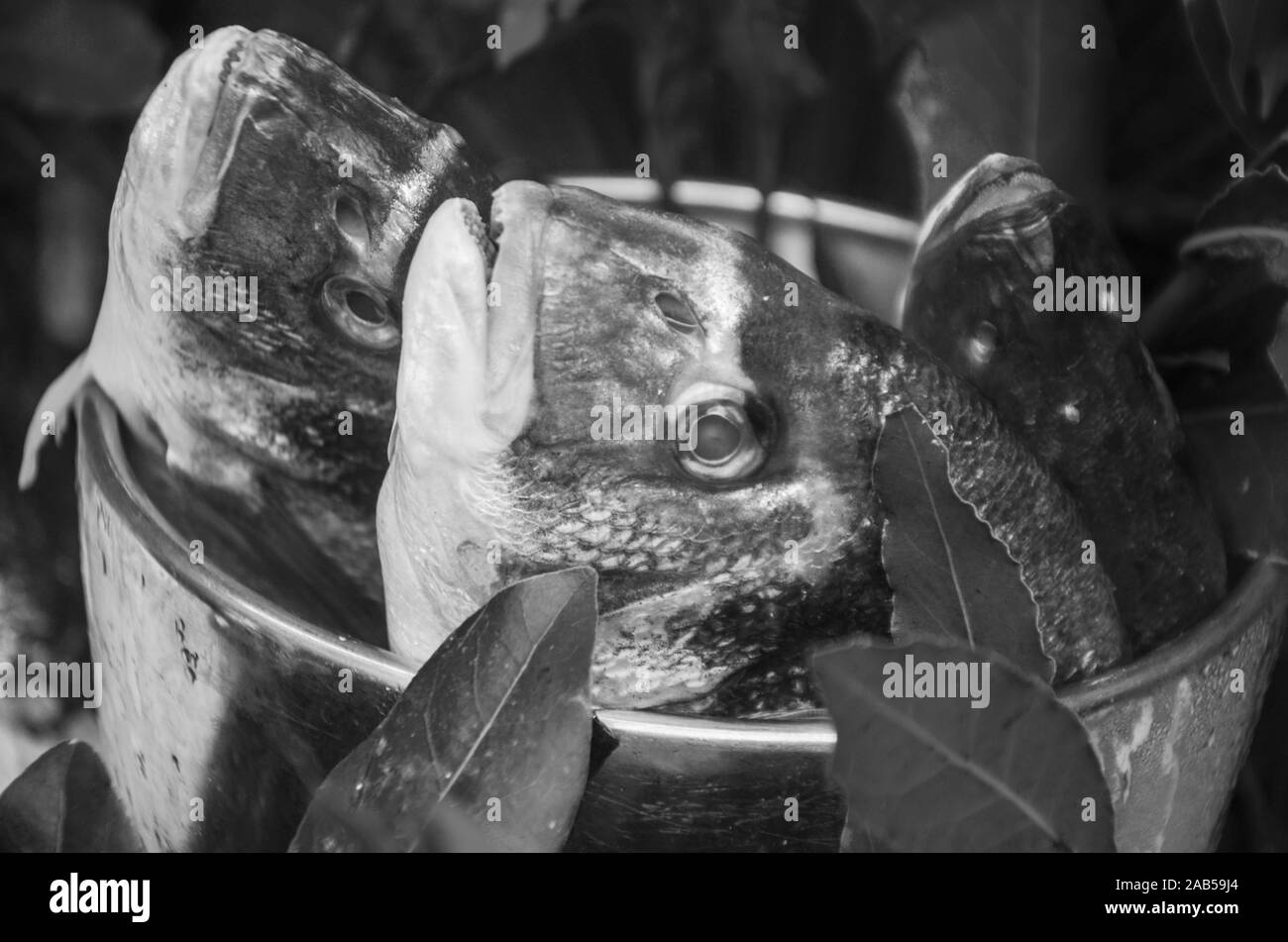 Fish with herbs Black and White Stock Photos & Images - Alamy