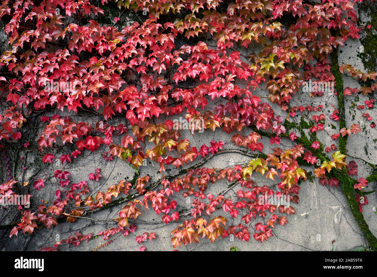 Boston ivy vine with red leaves in the autumn Stock Photo - Alamy