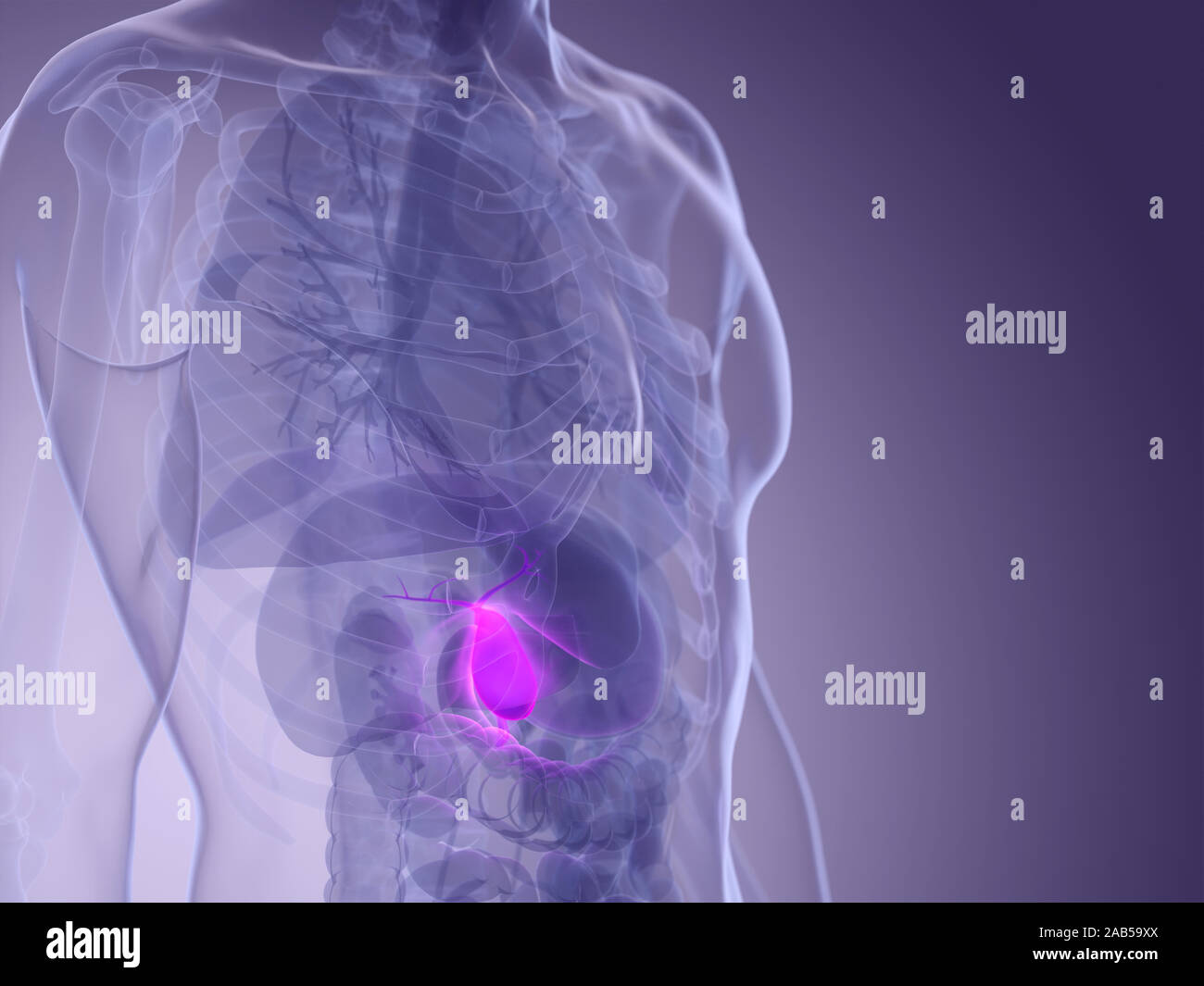 3d rendered medically accurate illustration of a mans gallbladder Stock ...