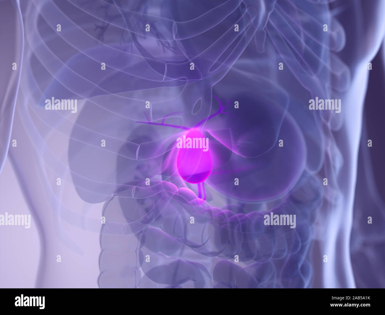 3d rendered medically accurate illustration of a mans gallbladder Stock ...