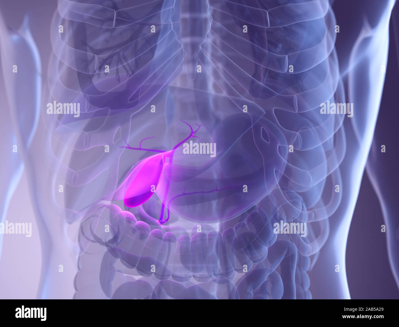 3d rendered medically accurate illustration of a mans gallbladder Stock ...