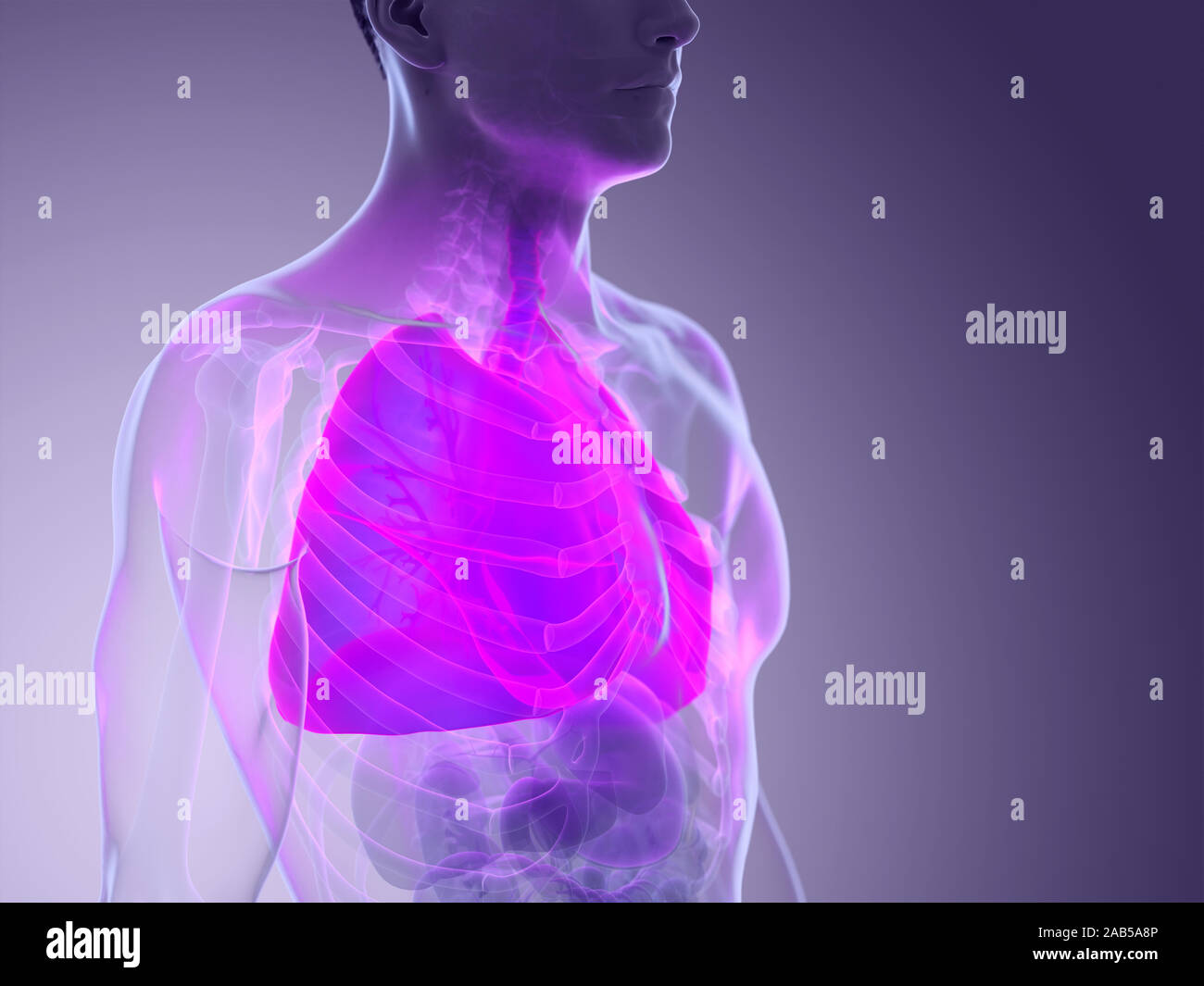 3d rendered medically accurate illustration of a mans lungs Stock Photo ...