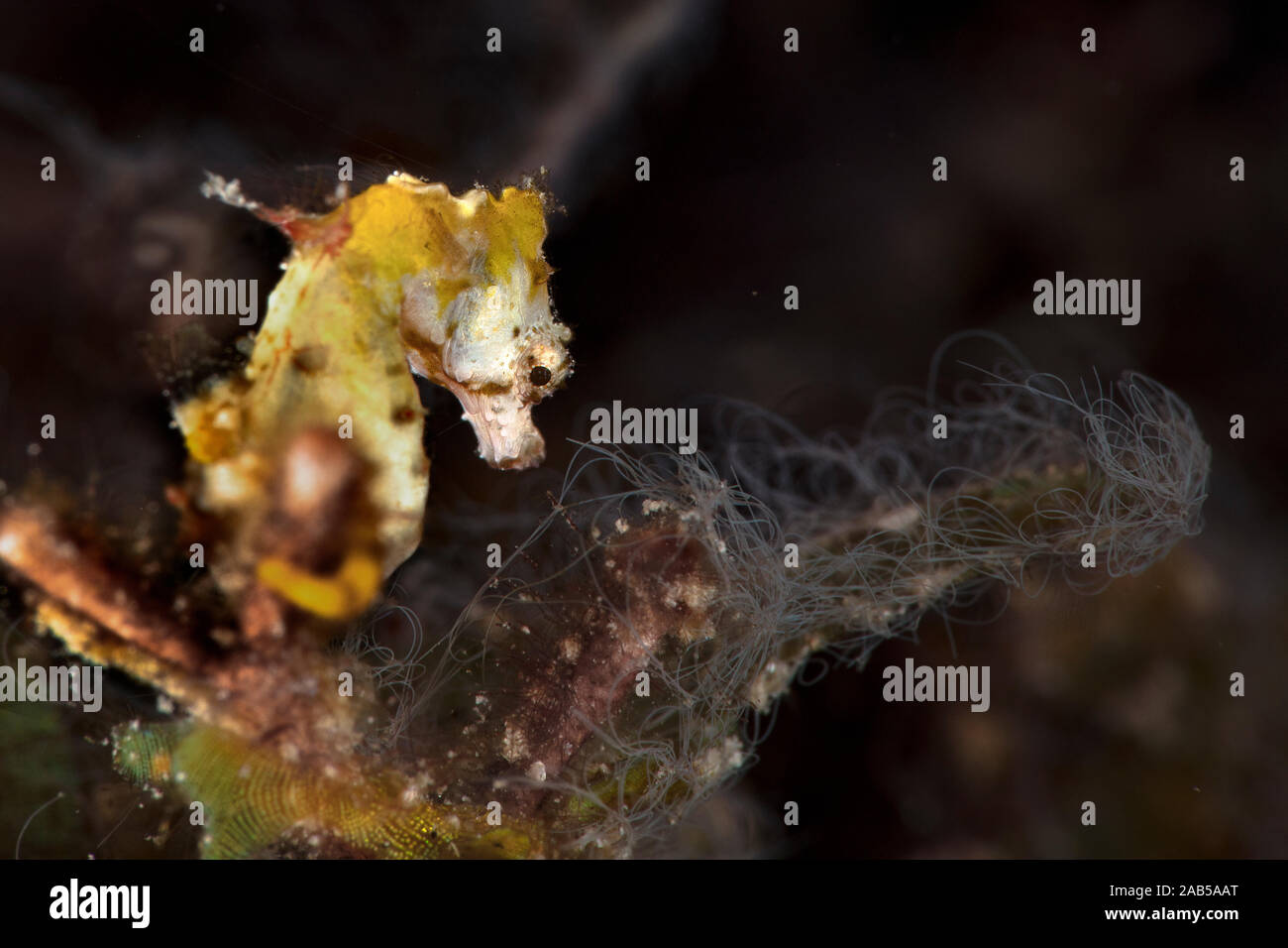 Pontoh's pygmy seahorse (Hippocampus pontohi). Underwater macro ...