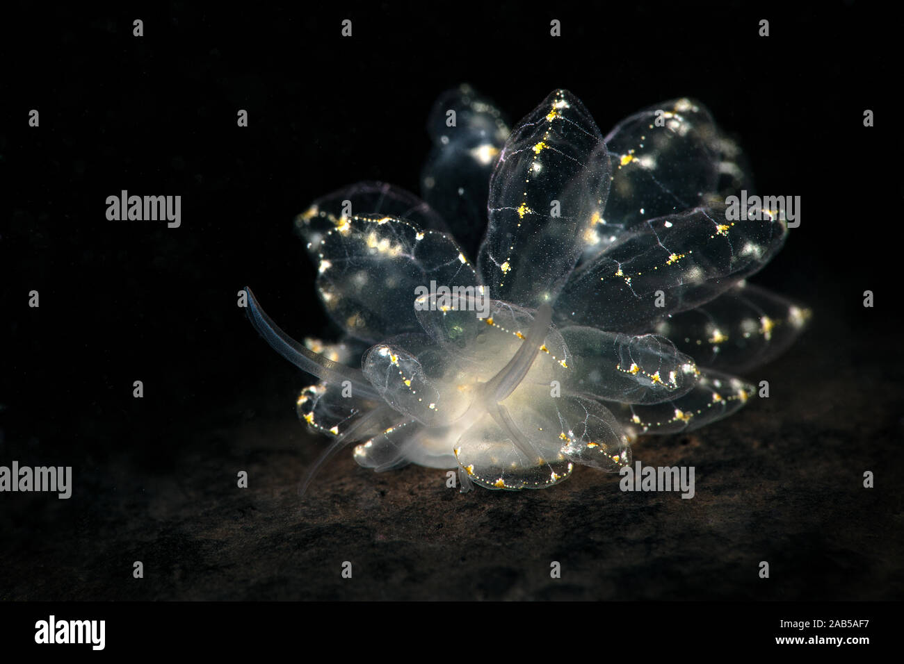 Elegant Butterfly Slug (Cyerce elegans). Underwater macro photography ...