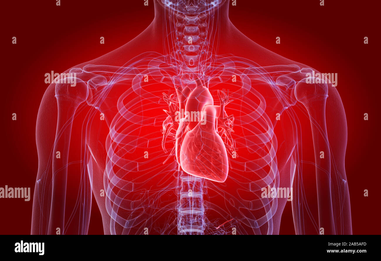 3d rendered medically accurate illustration of the human heart Stock ...