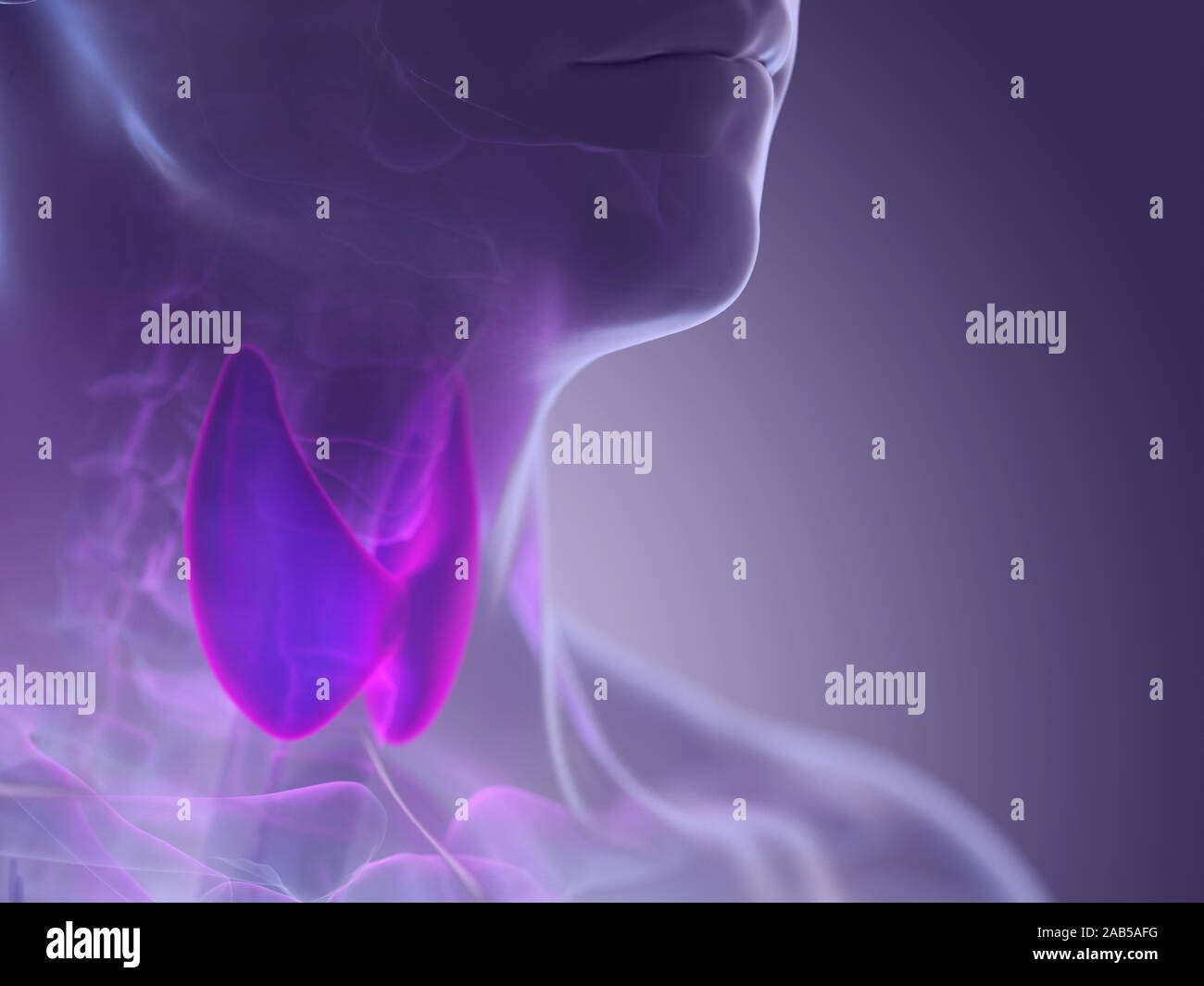 3d rendered medically accurate illustration of the thyroid gland Stock ...