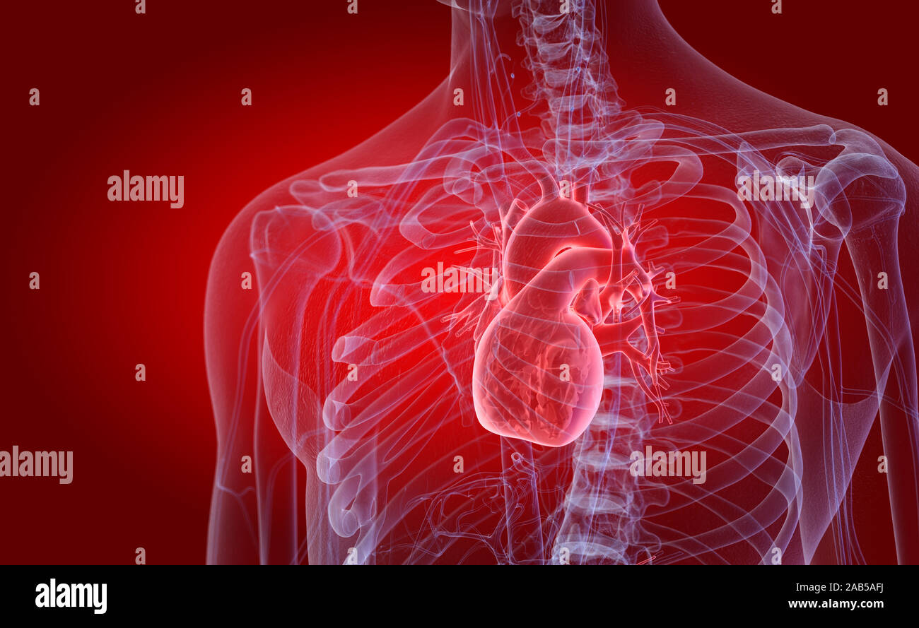 3d rendered medically accurate illustration of the human heart Stock ...