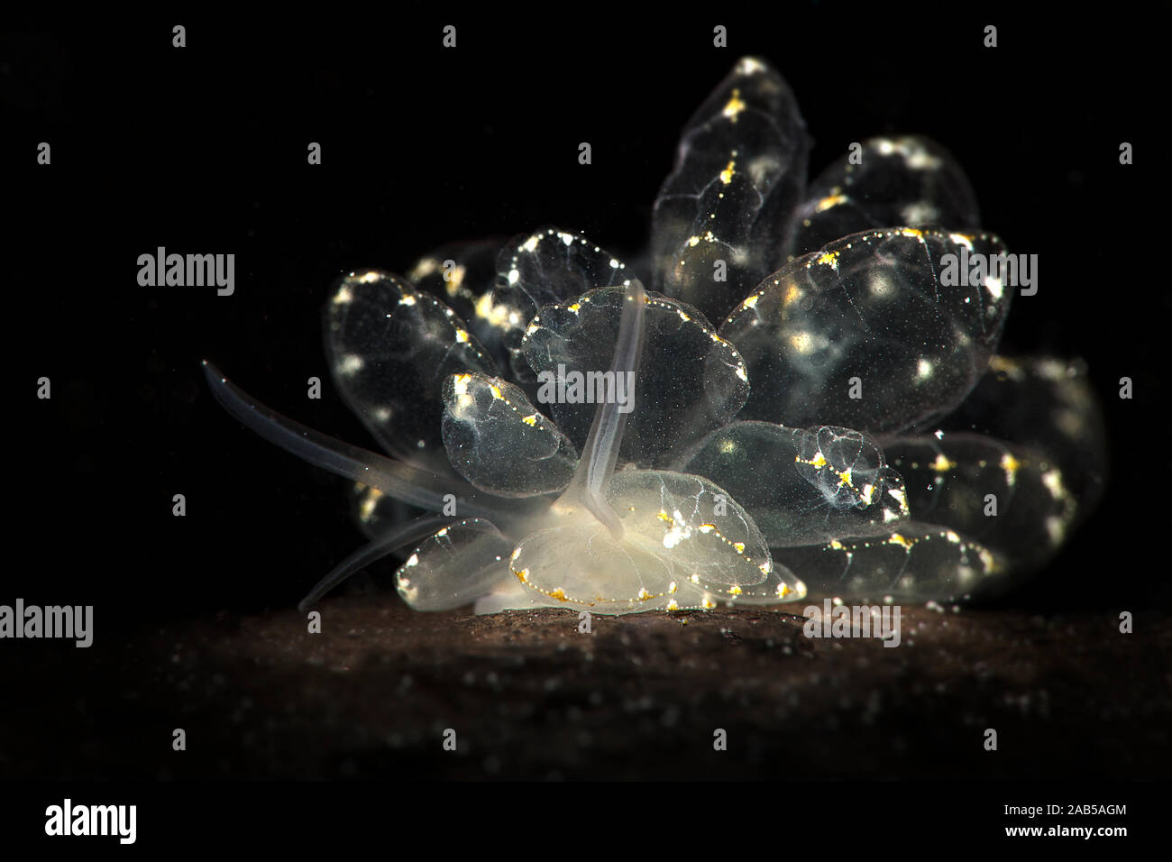 Elegant cyerce slug cyerce elegans hi-res stock photography and images ...