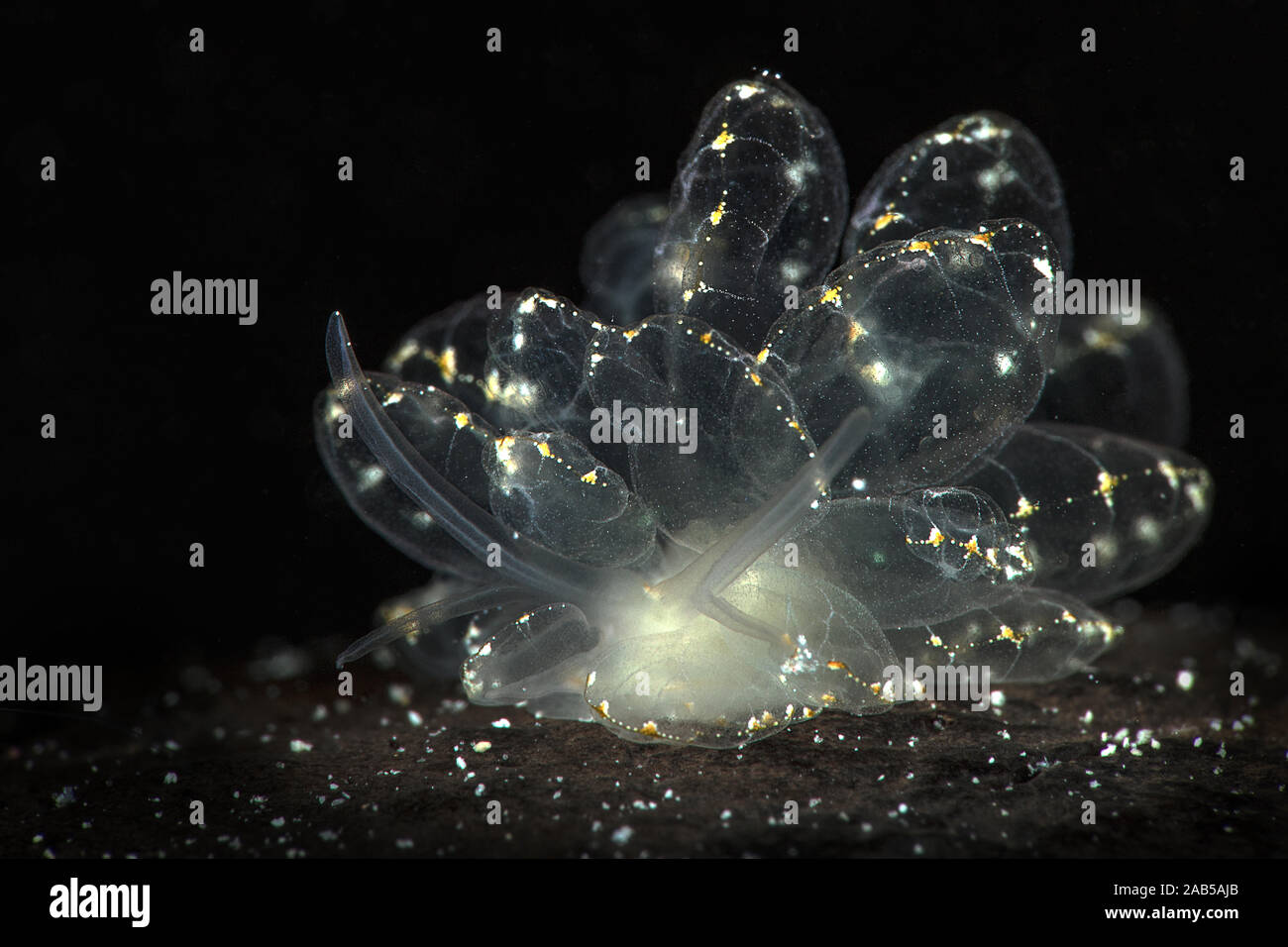 Elegant cyerce slug hi-res stock photography and images - Alamy