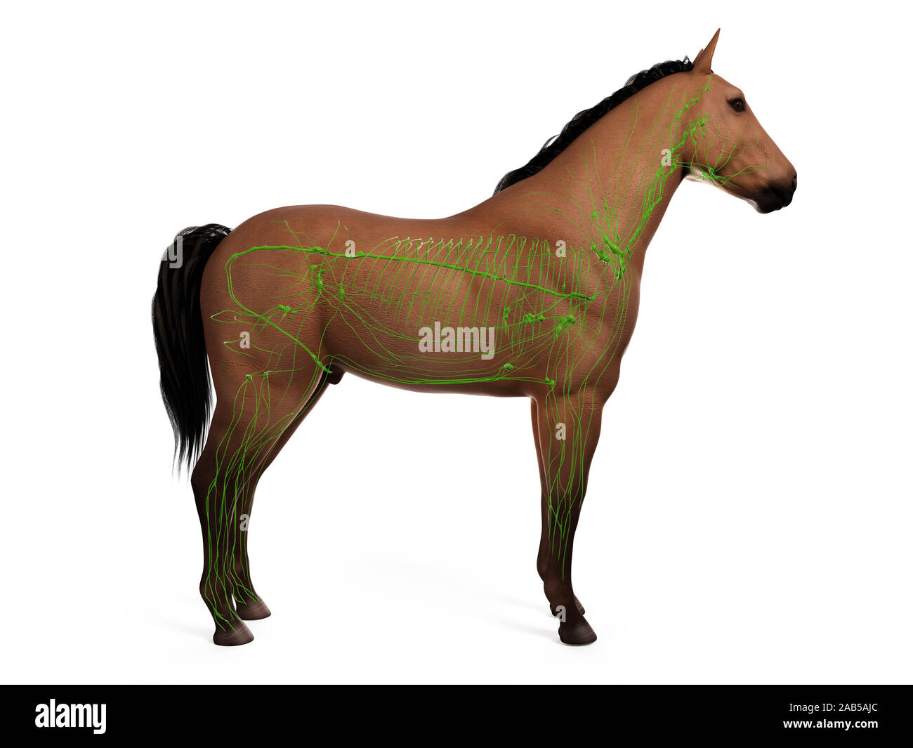 3d rendered anatomy of the equine anatomy - the lymphatic system Stock ...