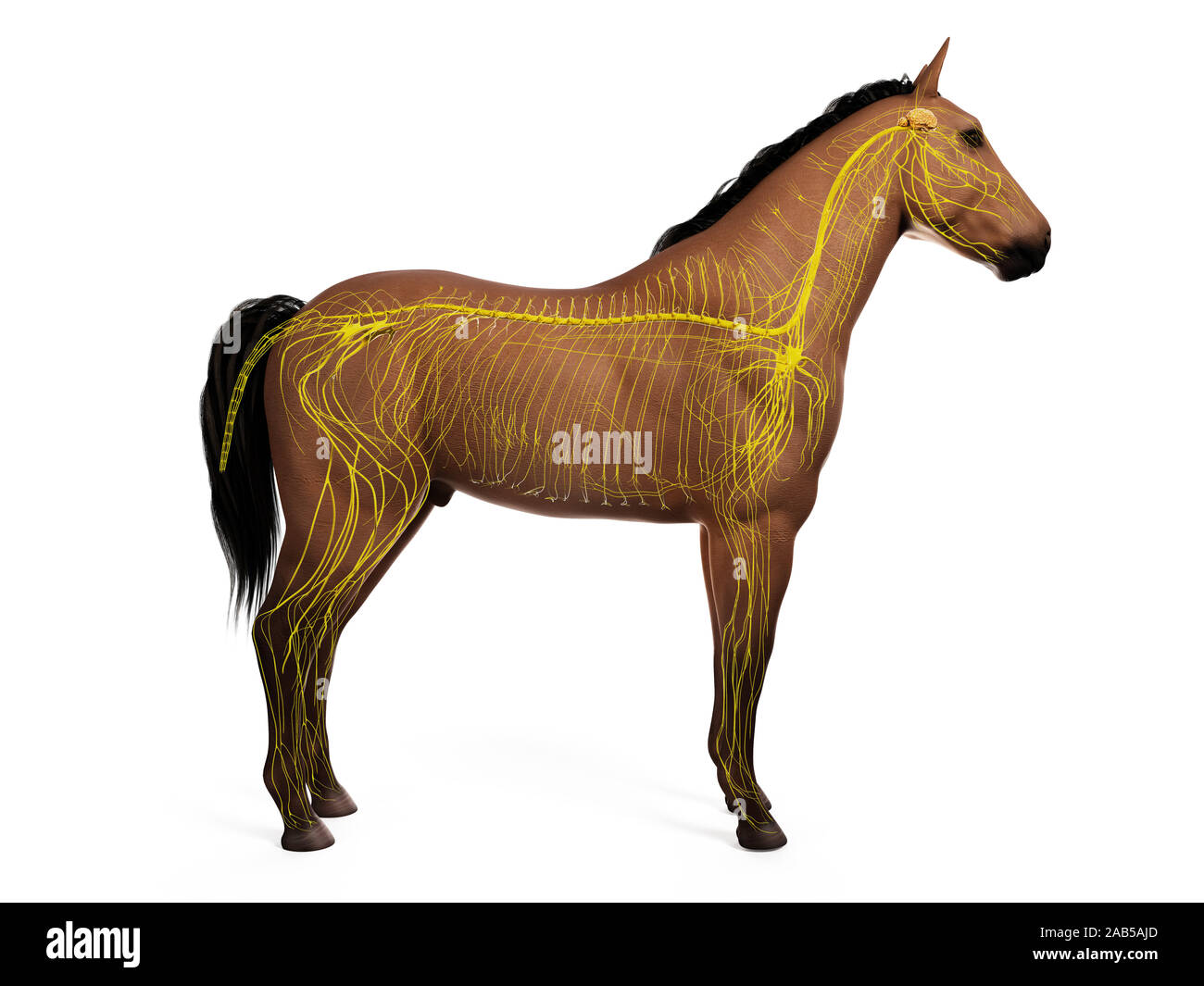 3d rendered anatomy of the equine anatomy Stock Photo - Alamy