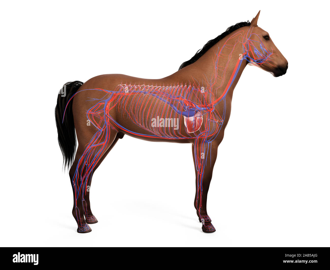 3d rendered anatomy of the equine anatomy - the vascular system Stock ...
