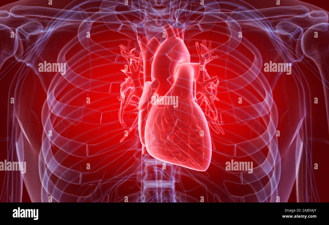 3d rendered medically accurate illustration of the human heart Stock ...