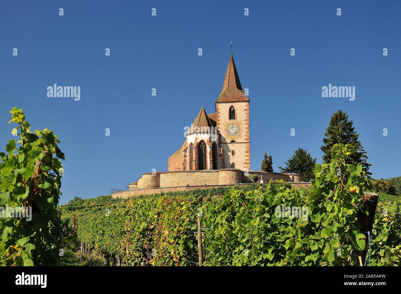 Saint-Jacques-le-Majeur church in the vineyards of Hunawihr in Alsace ...