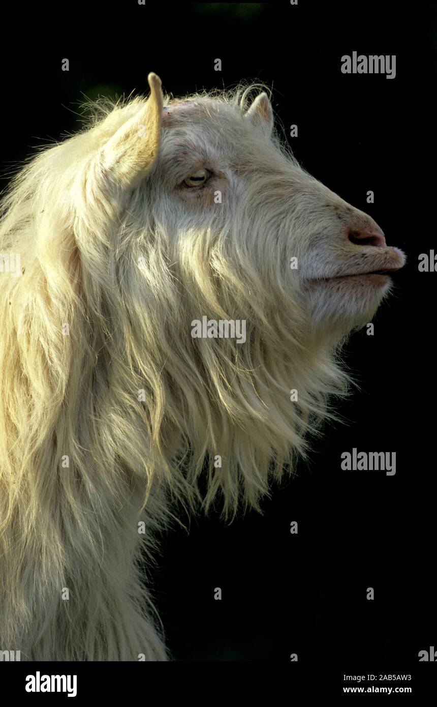 Appenzeller hi-res stock photography and images - Alamy