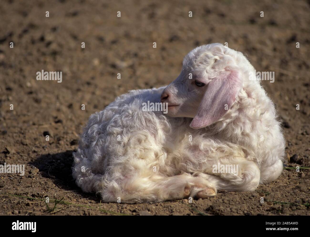 Angora goat, lamb, cub, camel goat Stock Photo - Alamy
