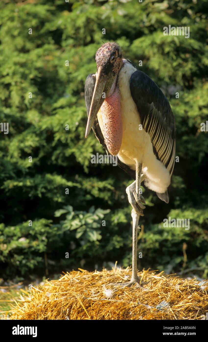 Leptoptilos crumeniferus storks hi-res stock photography and images - Alamy
