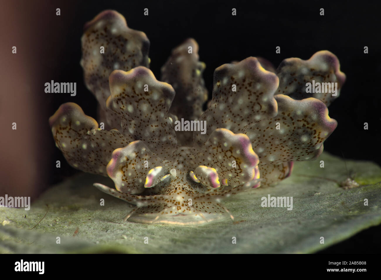 Nudibranch Cyerce bourbonica. Underwater macro photography from Romblon ...