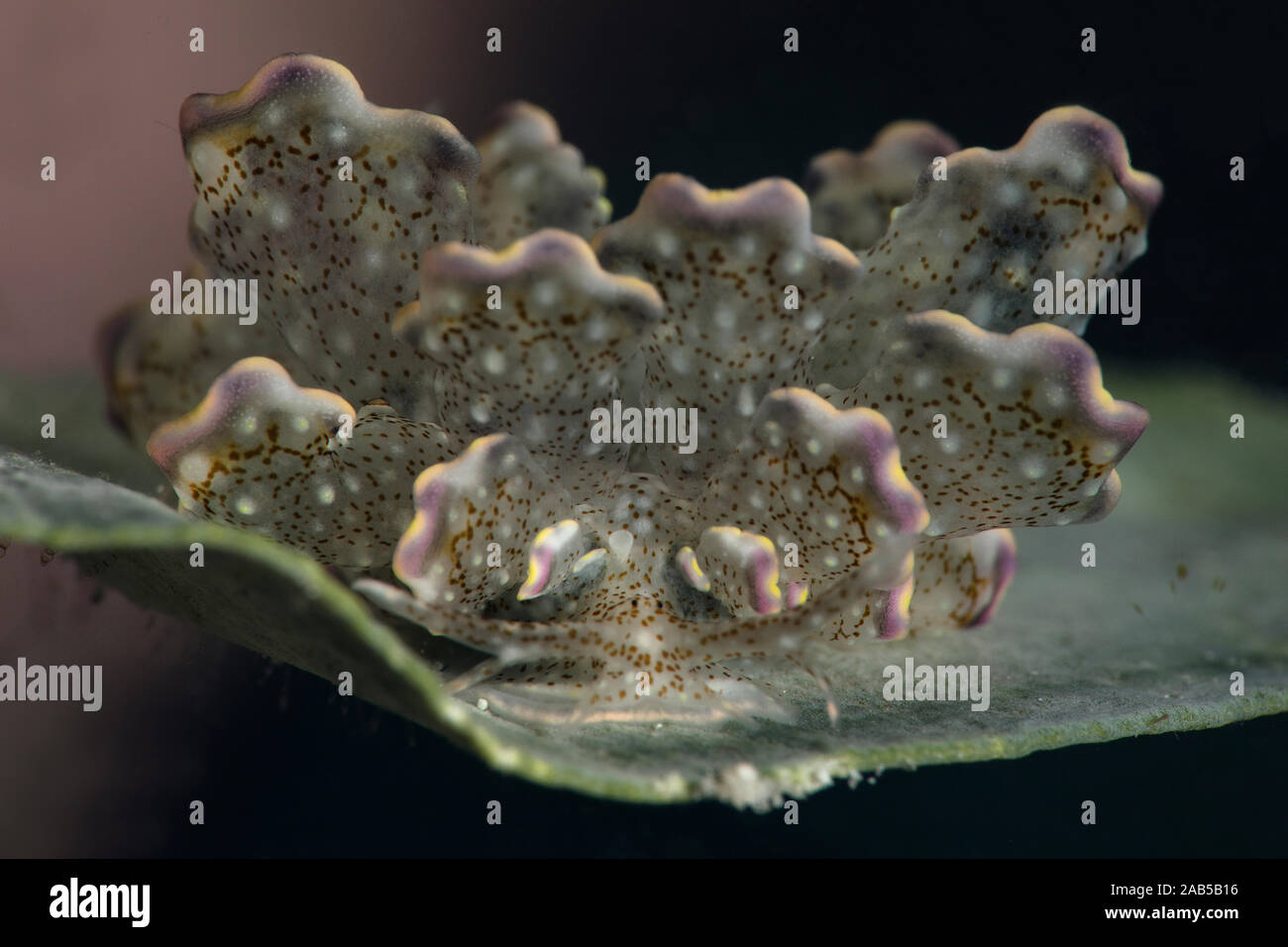 Nudibranch Cyerce bourbonica. Underwater macro photography from Romblon ...