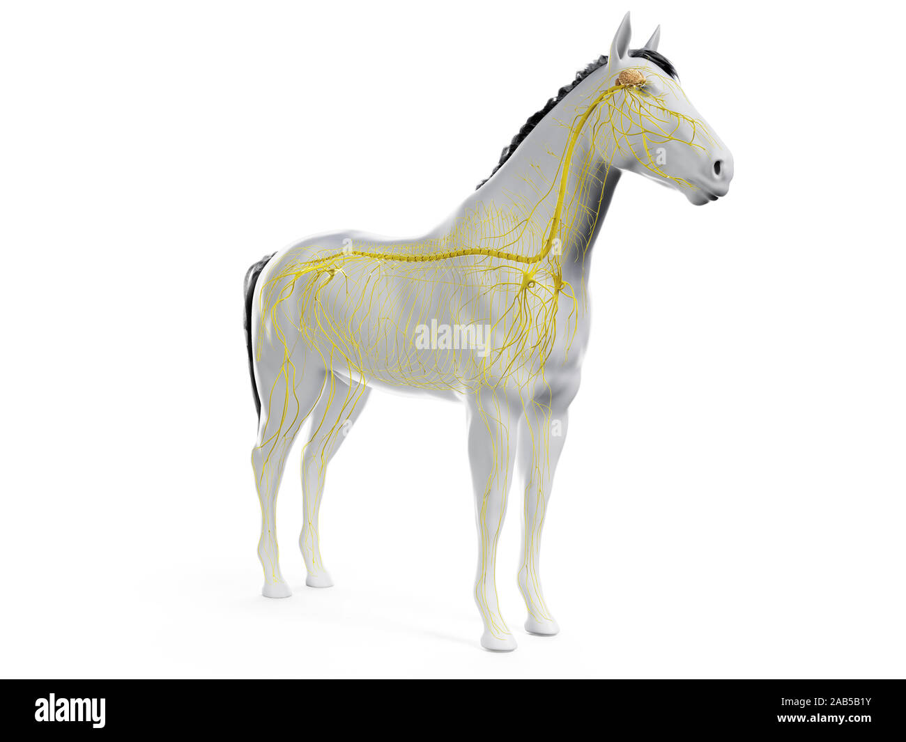 3d rendered anatomy of the equine anatomy - the nervous system Stock ...