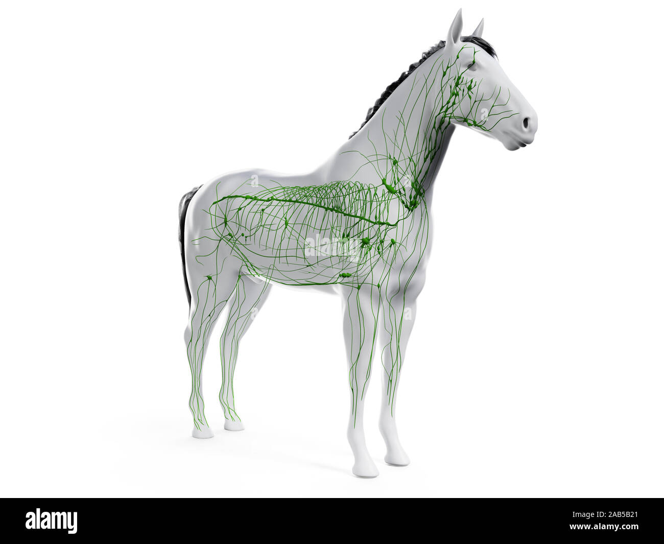 3d rendered anatomy of the equine anatomy - the lymphatic system Stock ...